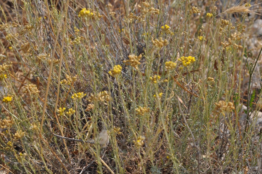 Smilj, večna lepota iz narave - Magnolija