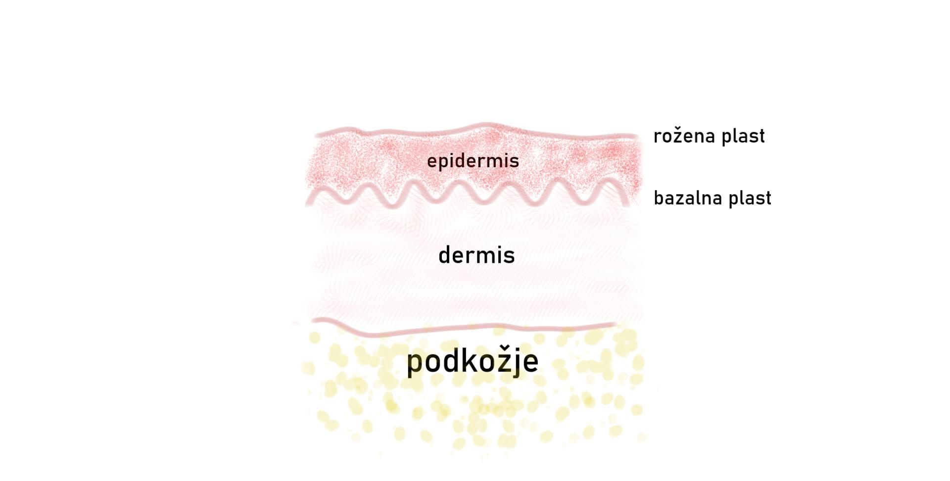 Ceramidi v naravni kozmetiki - Magnolija